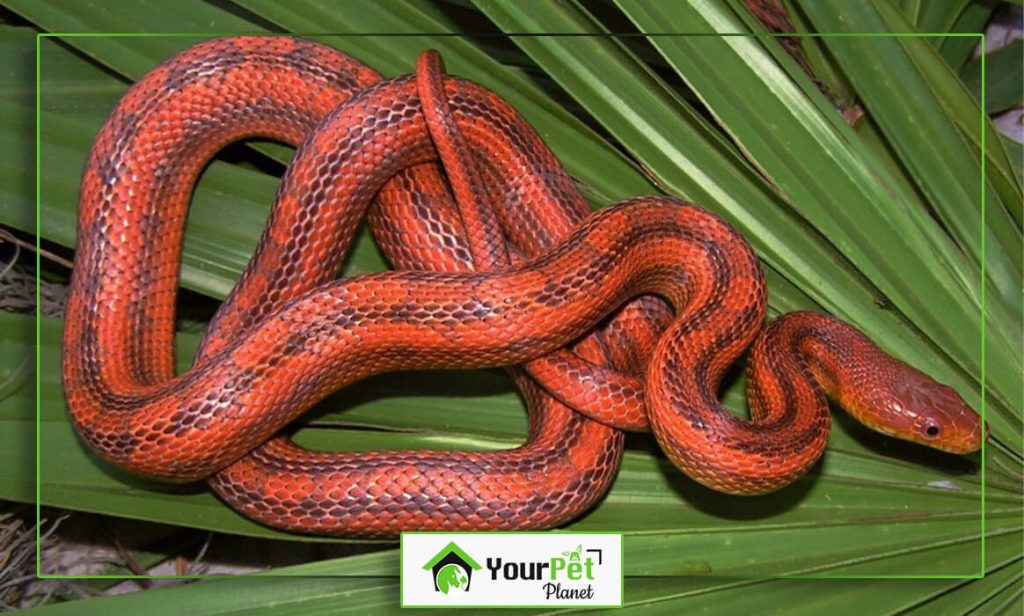 Rat Snakes in Florida | Highest Population of Snakes - Your Pet Planet