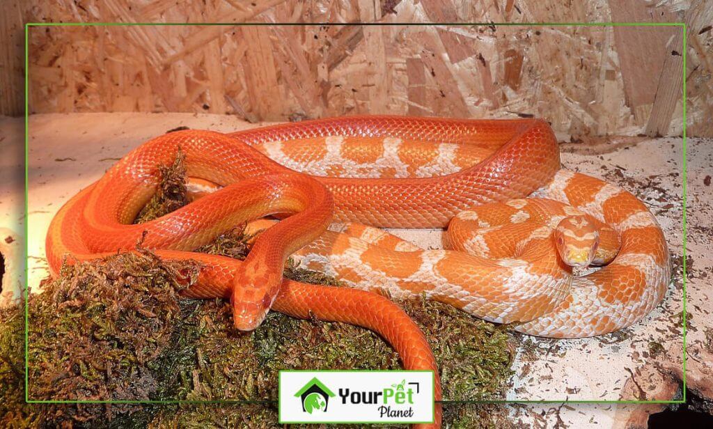 Scaleless Snakes | Read the life of these amazing snakes