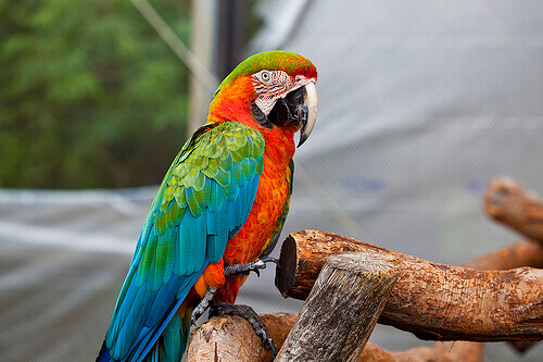 Shamrock Macaws: Life and facts of this Macaw - Your Pet Planet