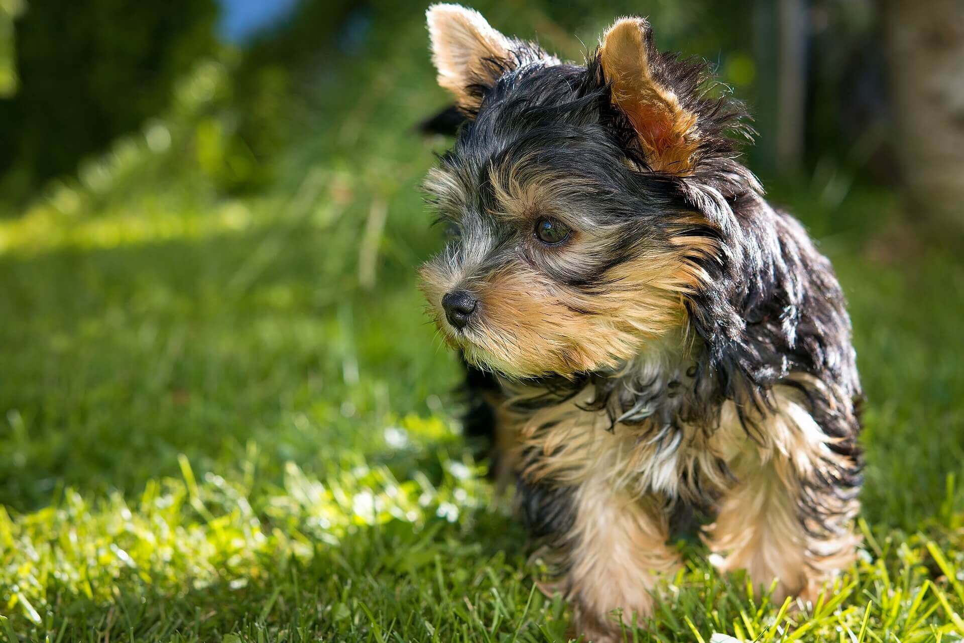 A Guide to Choosing a Yorkie Terrier Puppy - Your Pet Planet