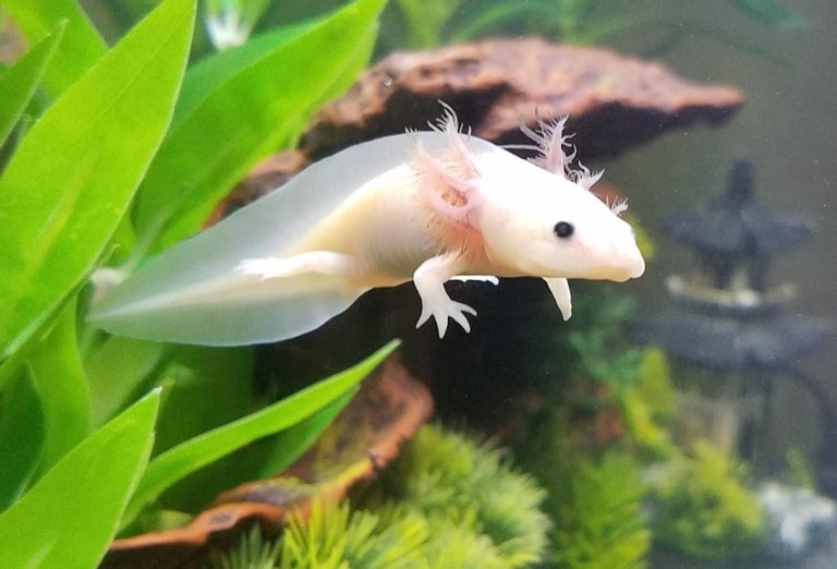 Axolotl Babys: The Cutest Babys Axolotl Health & Care Guide (Updated 2024)