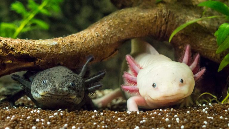 Axolotl Babys: The Cutest Babys Axolotl Health & Care Guide (Updated 2024)