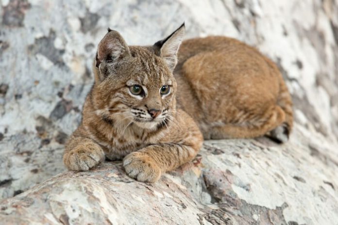 Baby Bobcat: What are Baby Bobcats Called? | Lifespan, Tail, Born