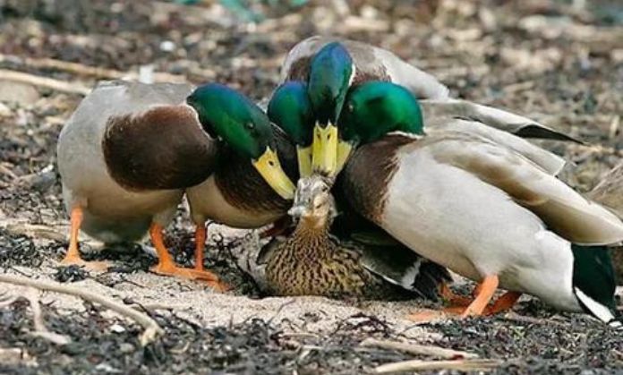 How do birds mate? - Everything Explained - Your Pet Planet