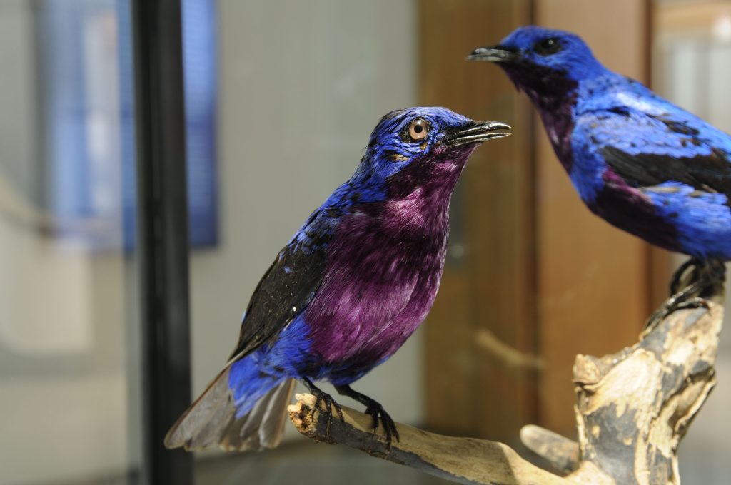 Purple-Breasted Cotinga - Facts, Diet, Habitat - Your Pet Planet