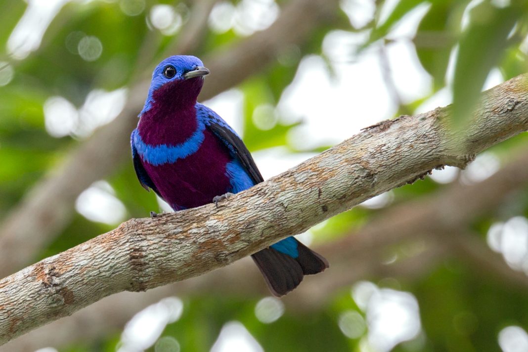 Purple-Breasted Cotinga - Facts, Diet, Habitat - Your Pet Planet