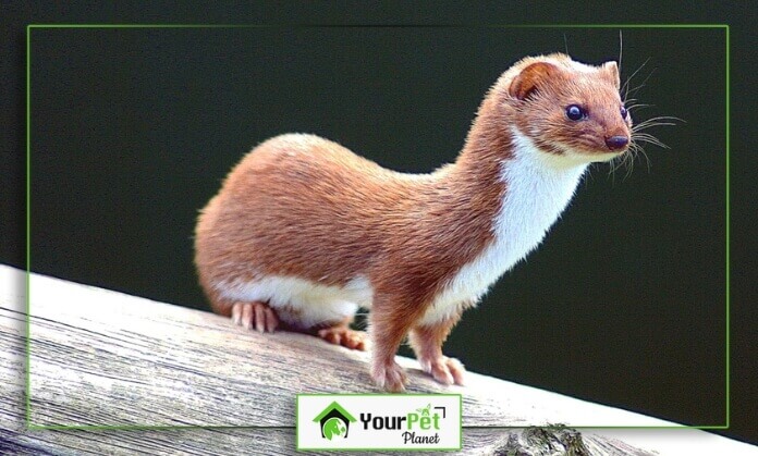 Weasel: Features, breeds, facts, and all that you need to Know