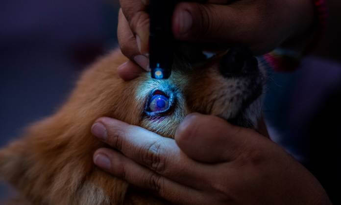 Understanding Common Dogs Eye Problems: Symptoms and Causes