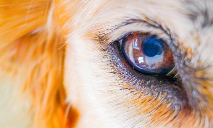 Understanding Common Dogs Eye Problems: Symptoms and Causes