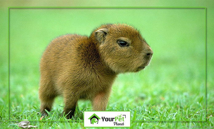 Baby Capybara: Care, Diet, Cost, and What They Eat