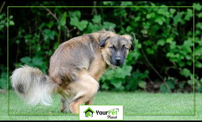 Dog Diarrhea: Vet-Backed Causes, Safe Treatment & When to Act